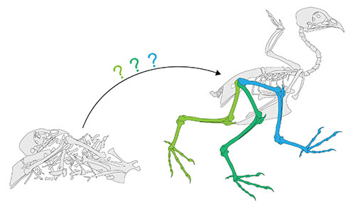 Study casts doubt on traditional view of pterosaur flight | Brown ...