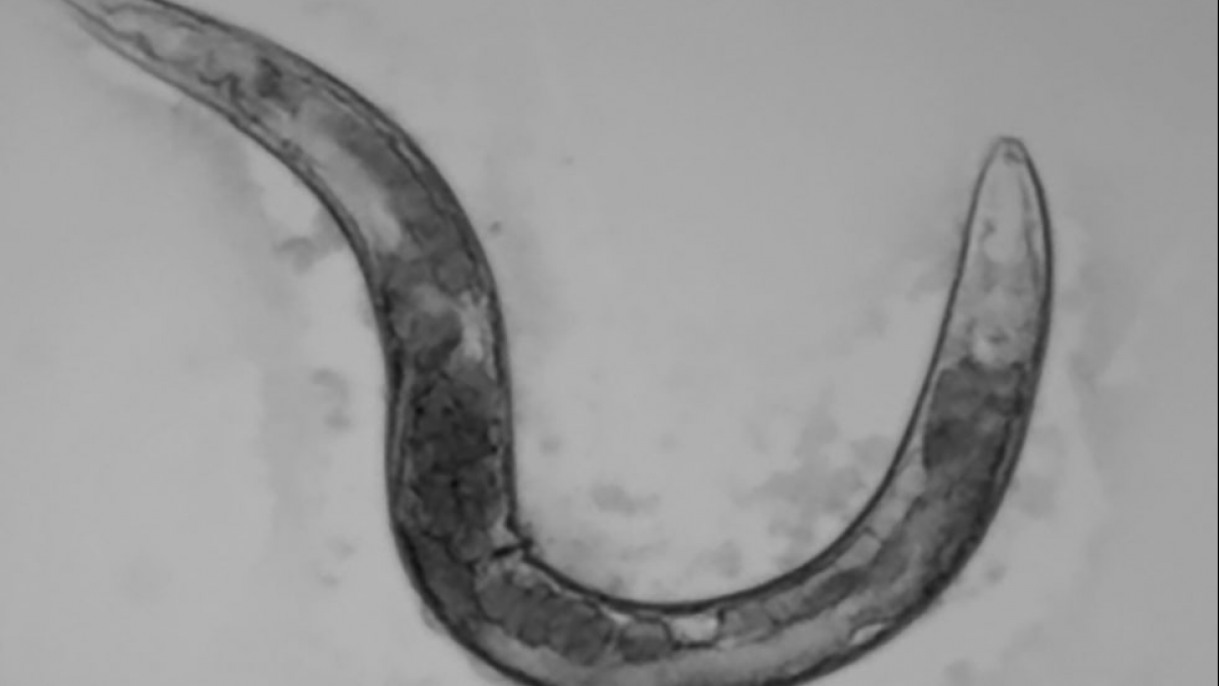 Worm study may resolve discrepancies in research on aging | Brown ...