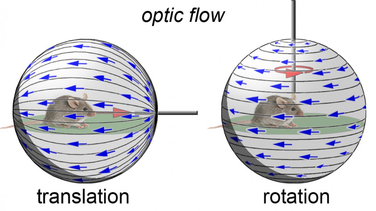 Retinal cells go with the flow to assess own motion through space ...
