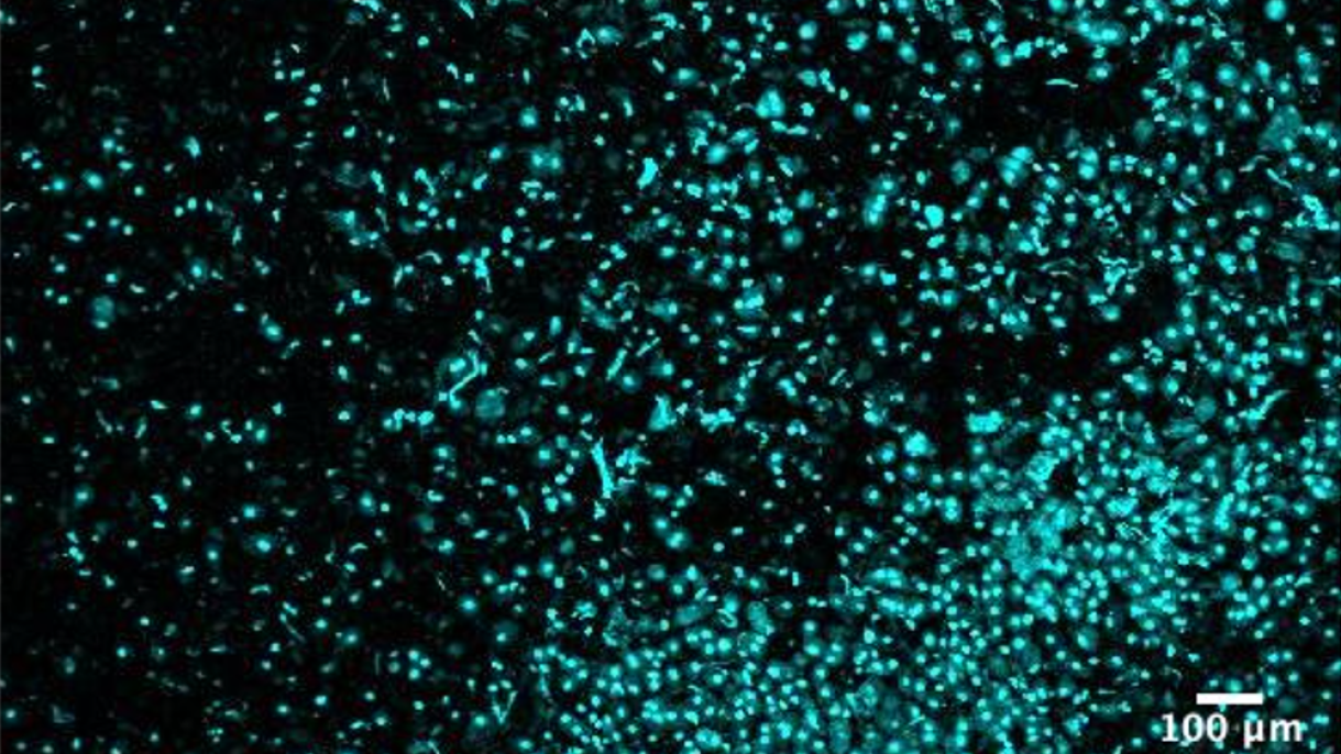 Scientists at Brown develop new method and device to isolate single ...