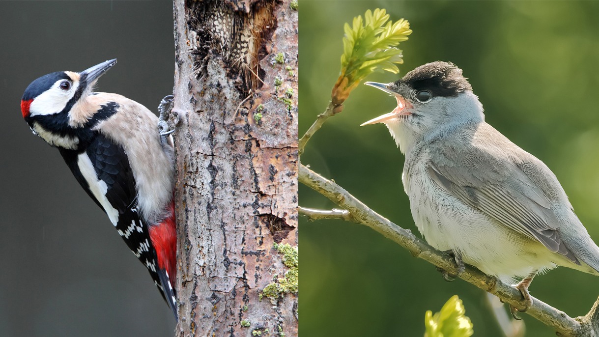 Why do woodpeckers peck? New discovery about bird brains sheds light on ...