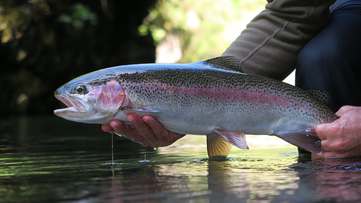 'Non-native species aren’t the boogie man.' Brown biologist calls for ...