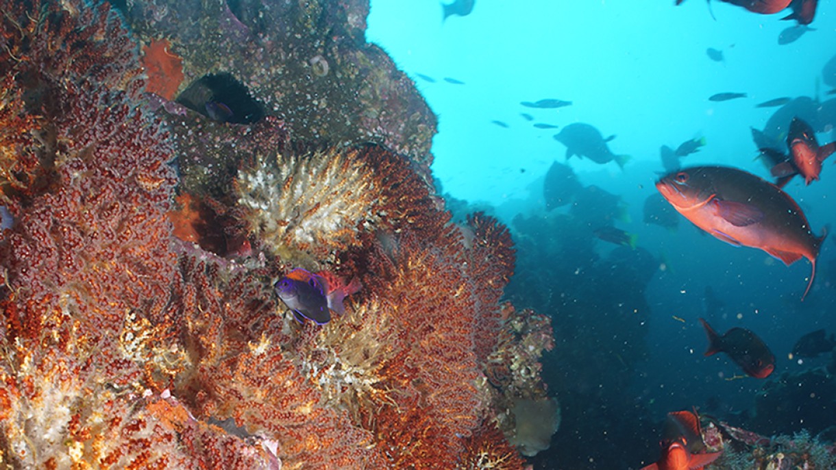 Climate change effects hit marine ecosystems in multiple waves ...