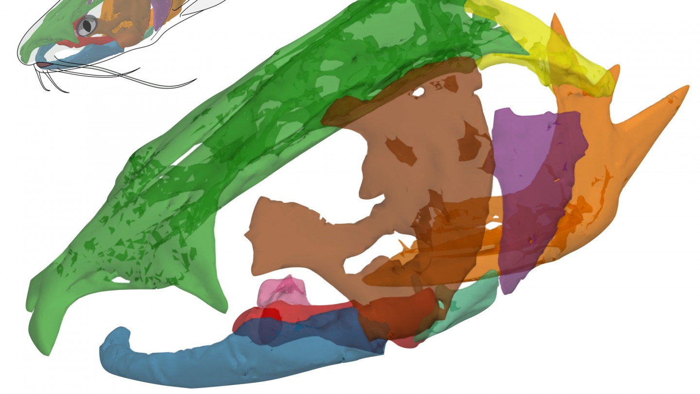 Catfish use complex coordination to catch prey | Brown University