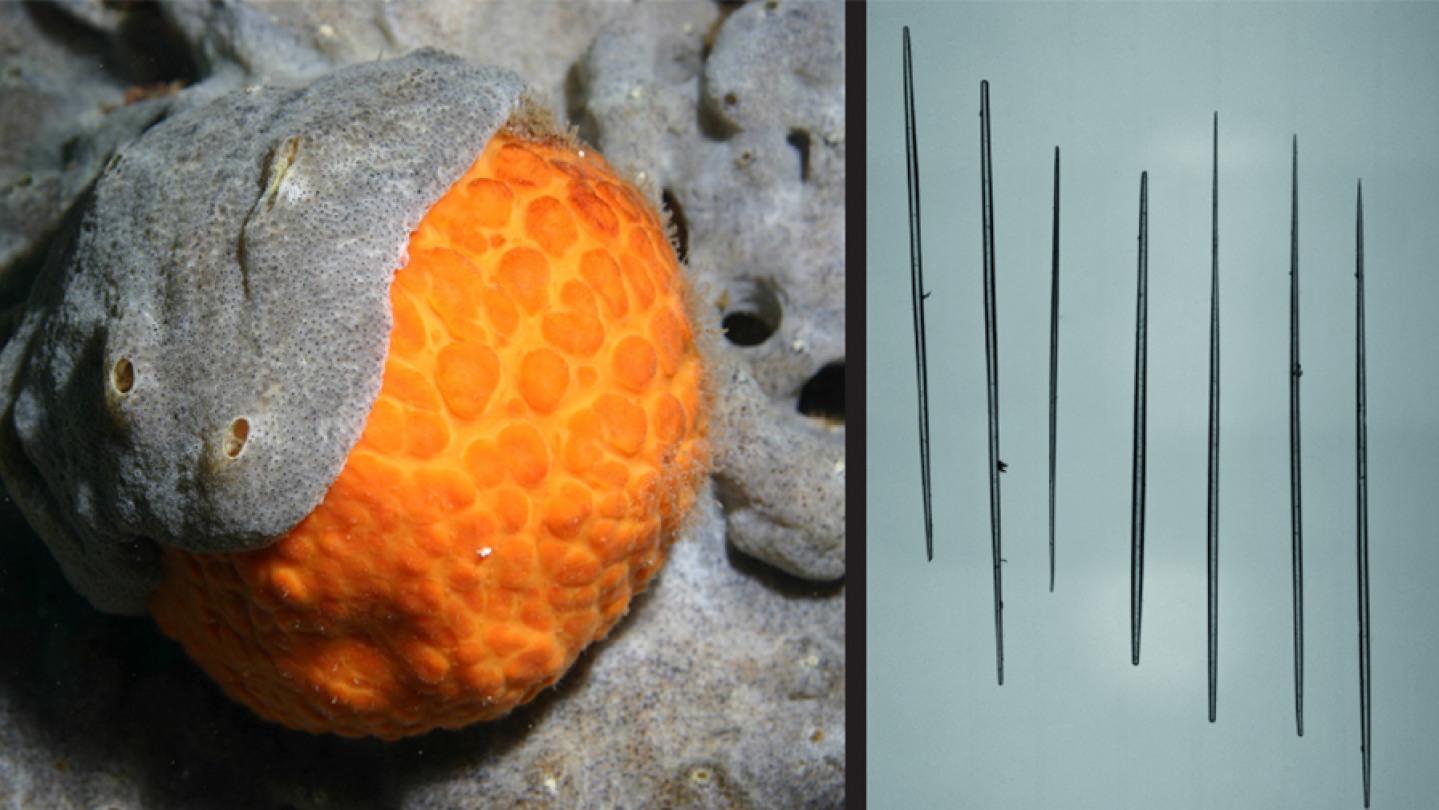 Sea sponges offer clues to how human-made structures can resist ...