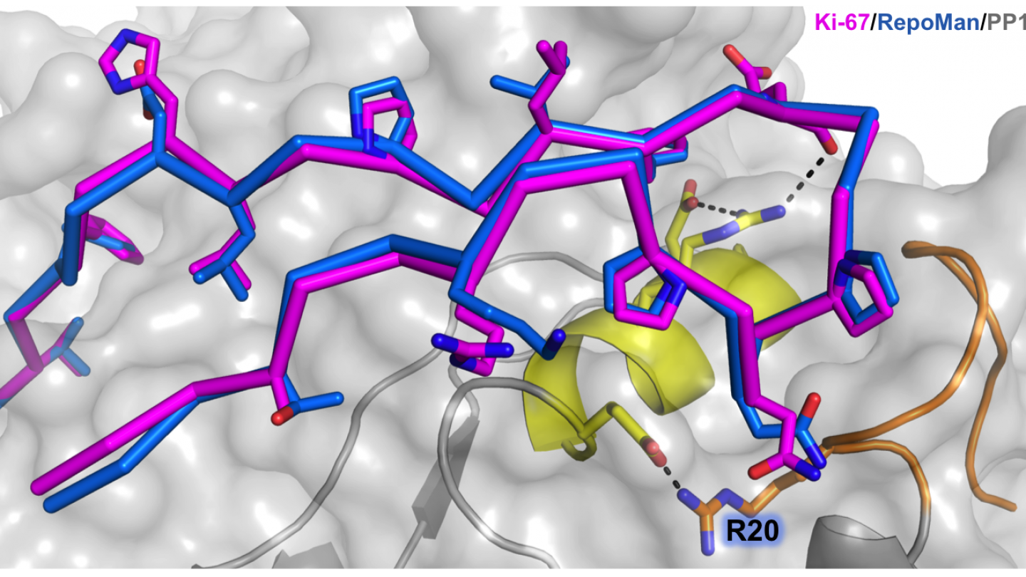 Mitosis study finds potential cancer target | Brown University