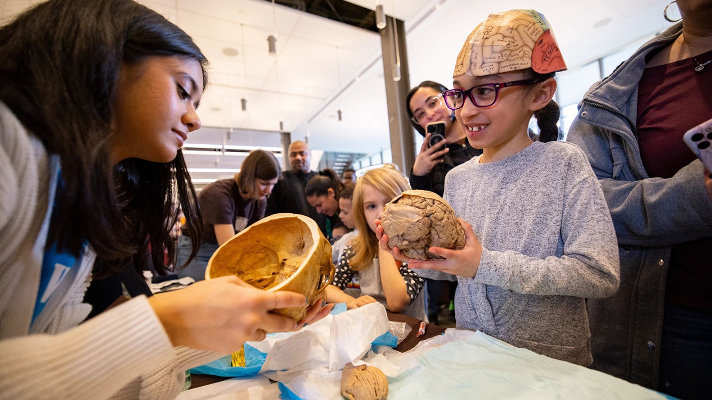 Photos: Brown Brain Fair makes brain science fun for all | Brown University