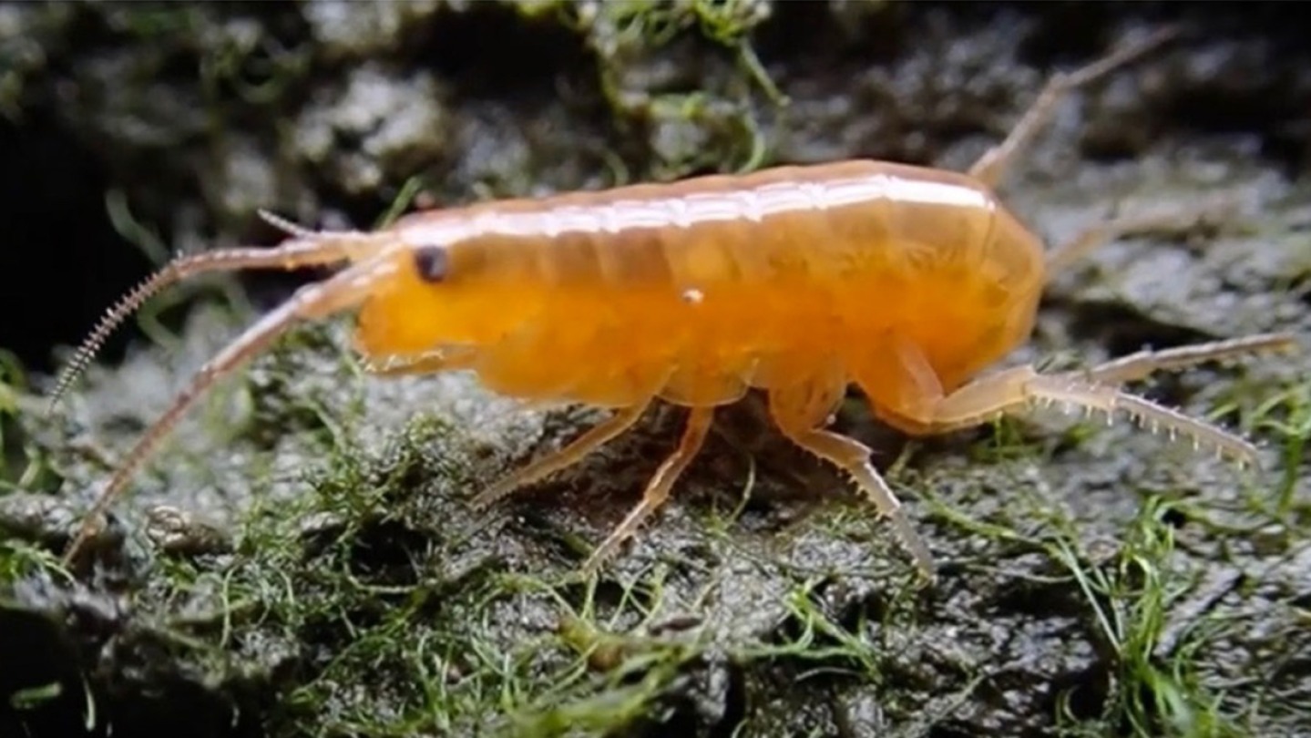 Scientists show how parasites turn marsh-dwelling brown shrimp into ...