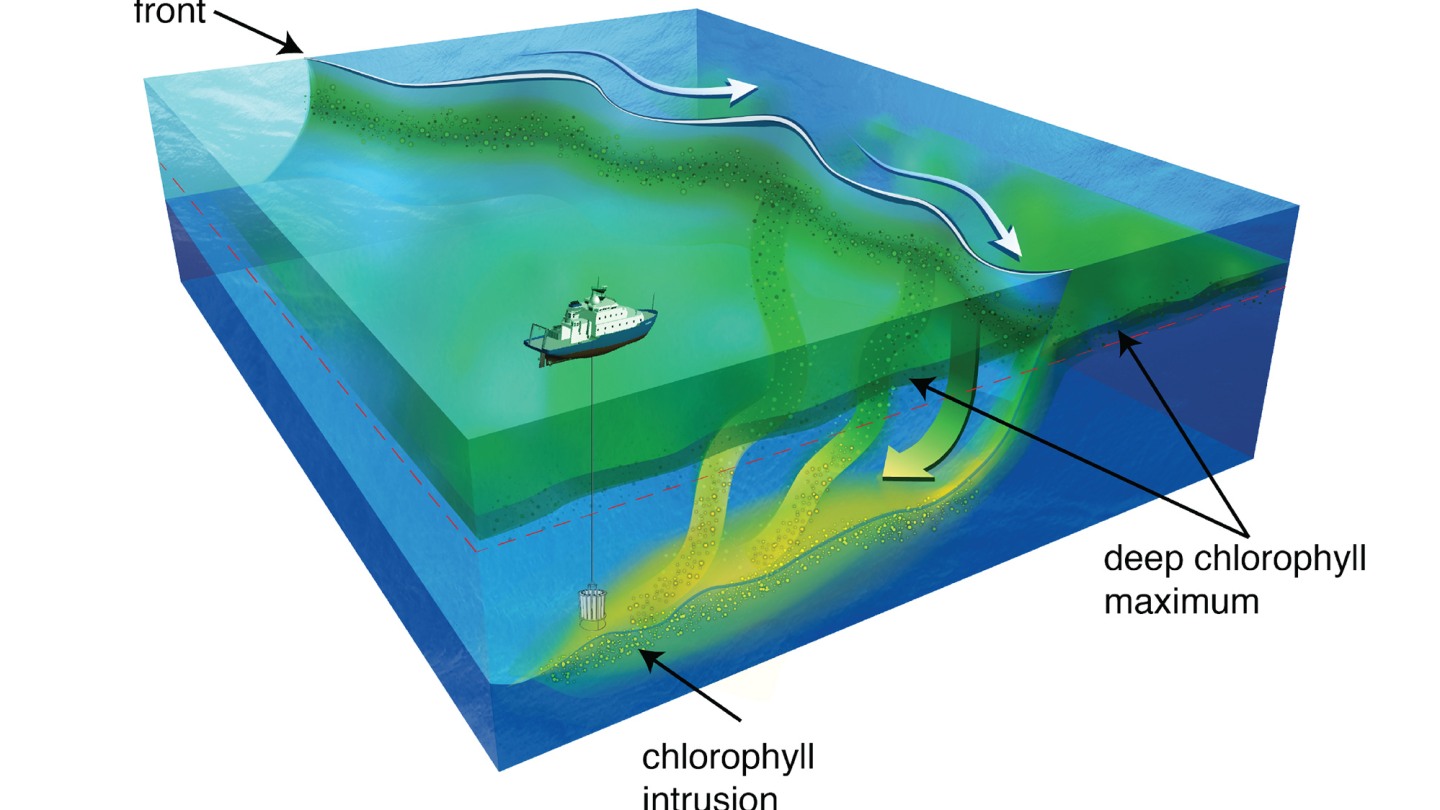 For microscopic organisms, ocean currents act as 'expressway' to deeper ...