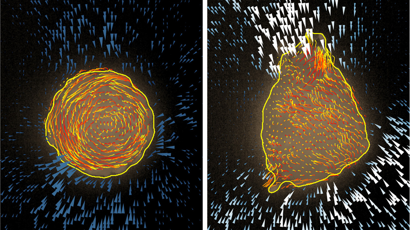 The shape of things to come: How spheroid geometry guides multicellular ...
