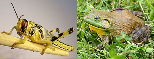 Simulation posits why legendary leapers have different ‘spring ...