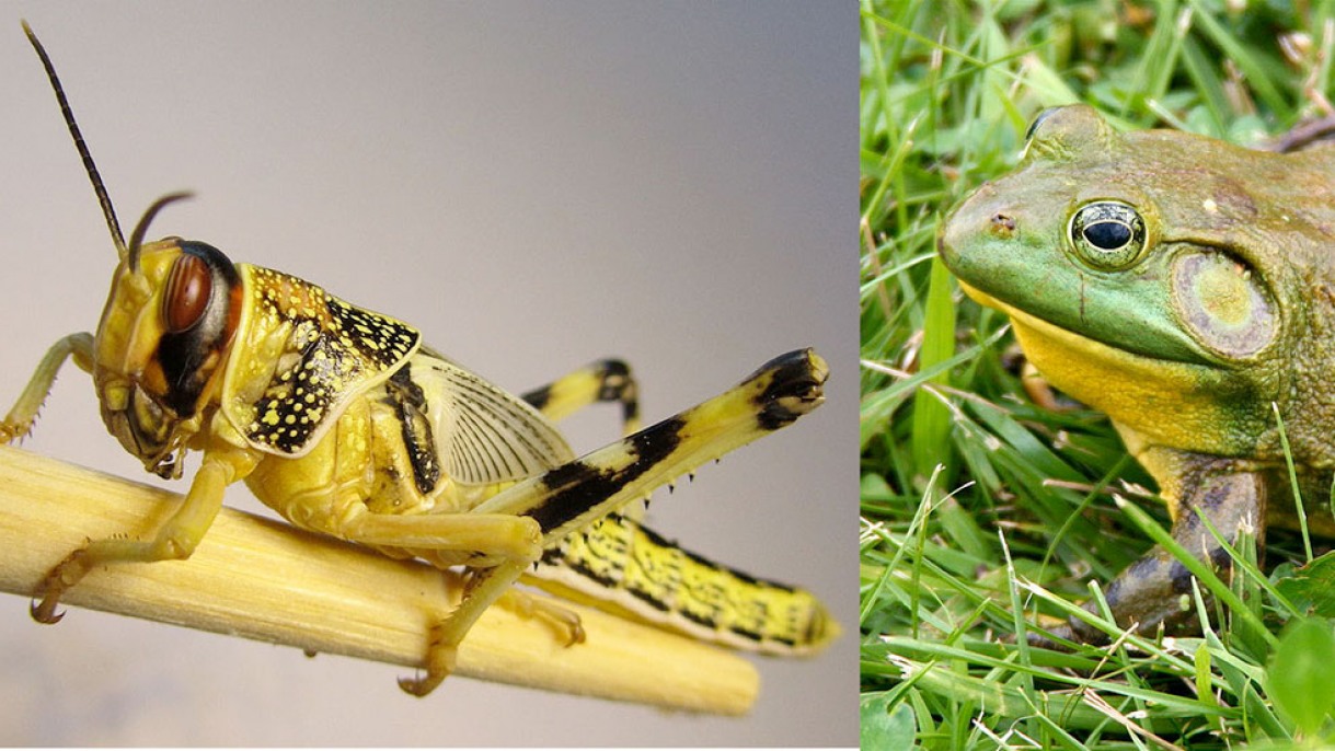 Simulation posits why legendary leapers have different ‘spring ...