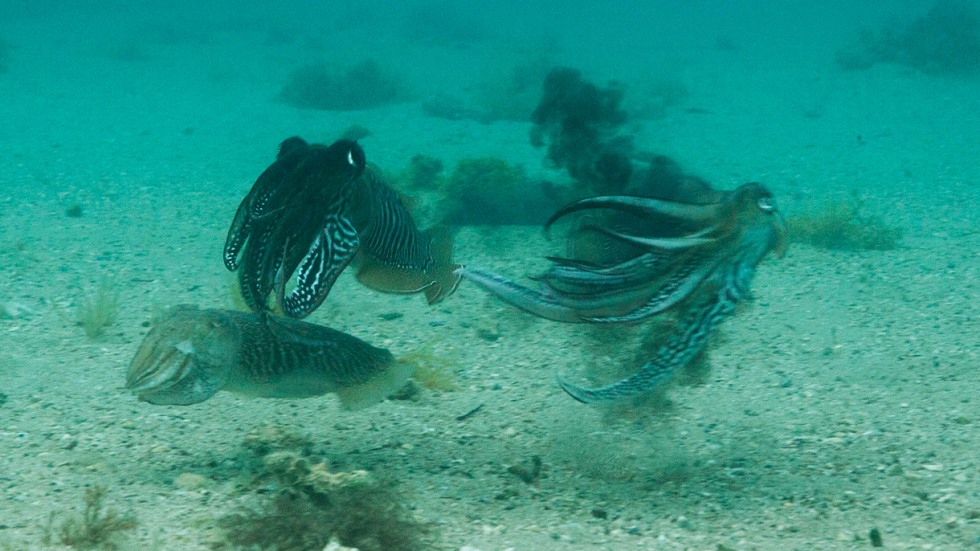 Study reveals first recording of cuttlefish fighting over a mate in the ...