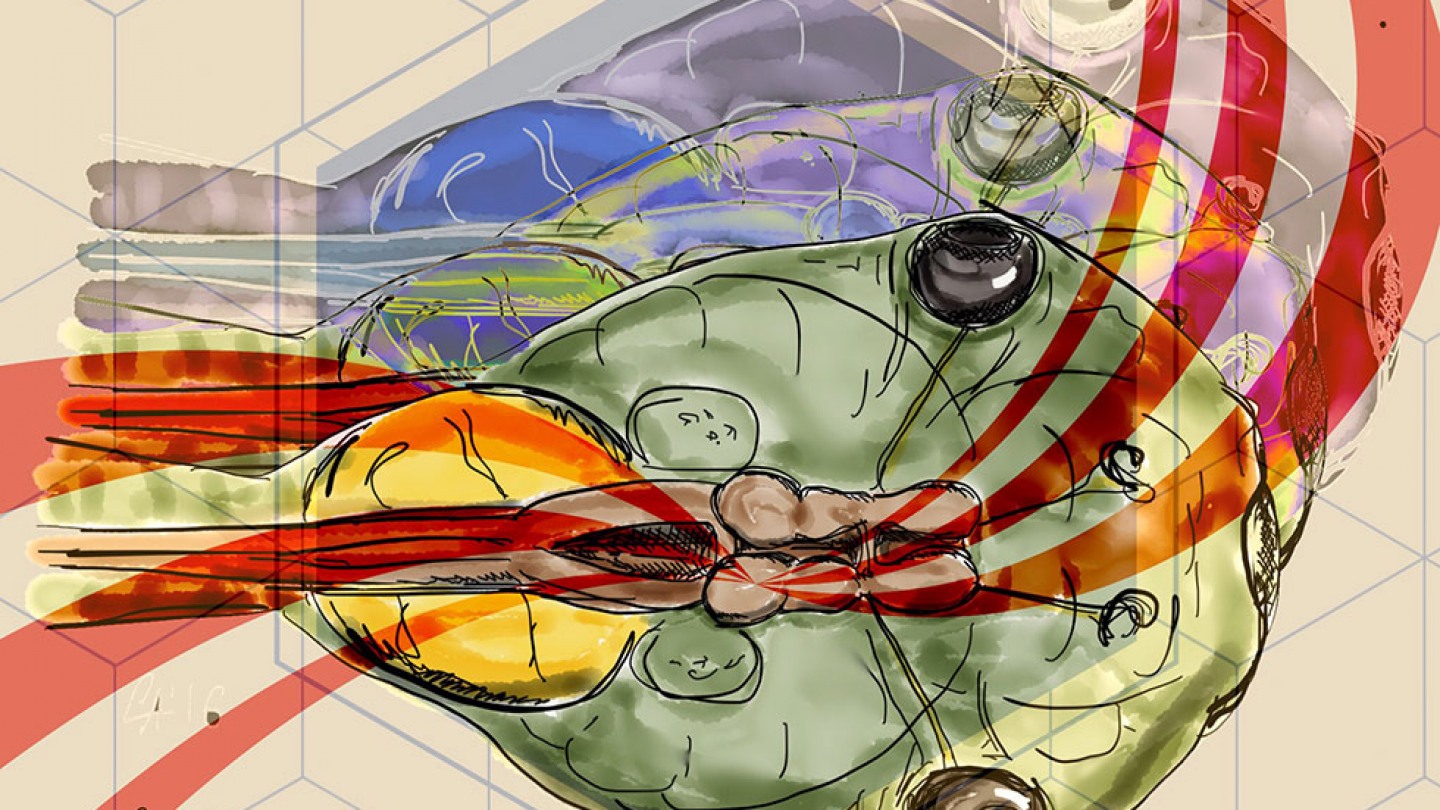 Study shows how judgment of sensory simultaneity may develop in the ...