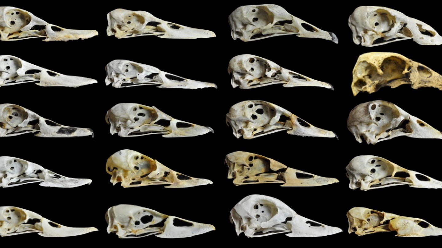 Fowl-mouthed study finds that diet shaped duck, goose beaks | Brown ...