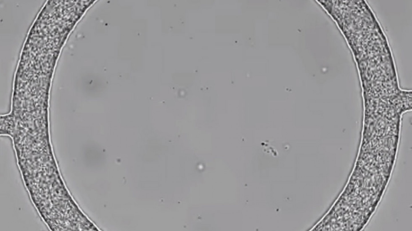 Tiny ‘racetracks’ show how bacteria get organized | Brown University