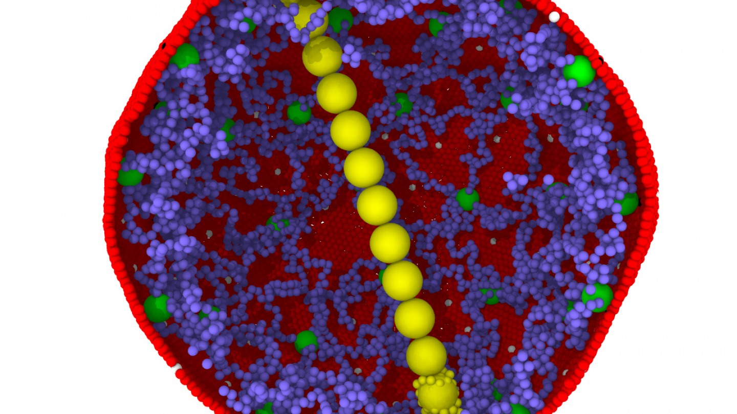Computer model could help test new sickle cell drugs | Brown University
